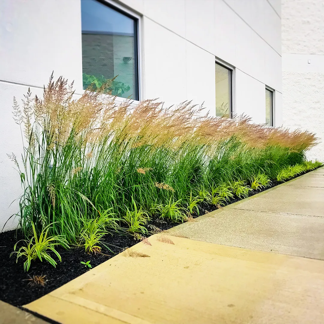 Auman Landscape | Premier Landscape Design & Installation